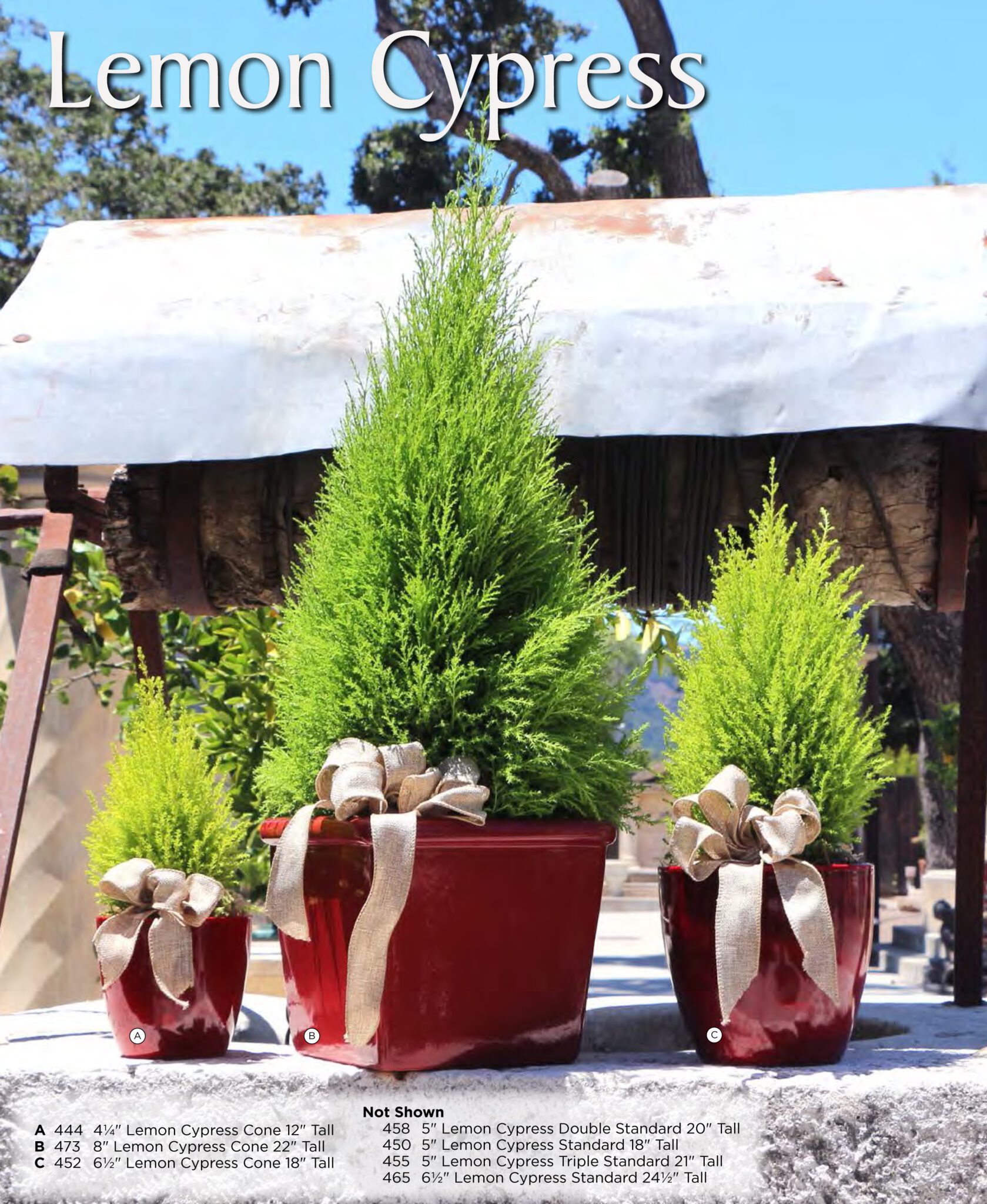 Live Lemon Cypress Christmas Topiary - TOPIARYTREE.NET