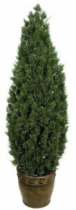6 Foot Cedar Cone Shrub Tree - TOPIARYTREE.NET