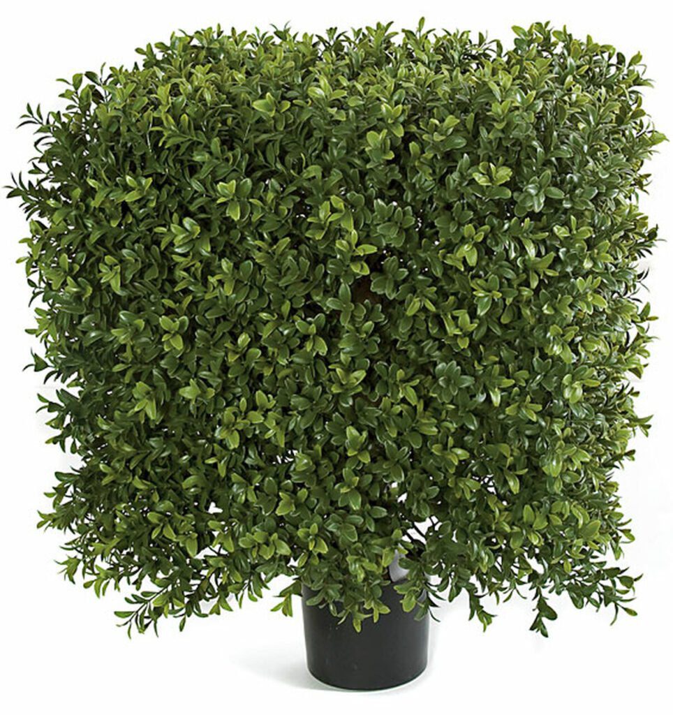16 Inches and 21 Inches Medium Ultraviolet (UV) Boxwood Square Topiary ...