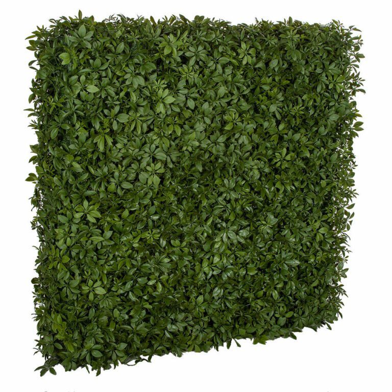 49 inch Length and 10 inch Width and 48 inch Height Schefflera Hedge ...