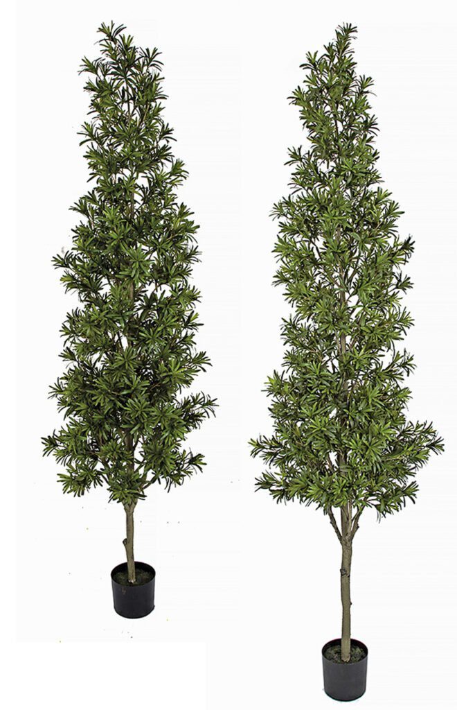 8 Foot Podocarpus Cone Topiary Tree - TOPIARYTREE.NET