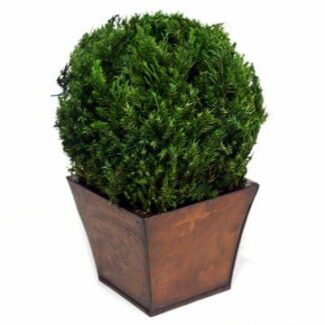 Table Top Globe in Juniper Foliage 12 inches TOPIARYTREE.NET