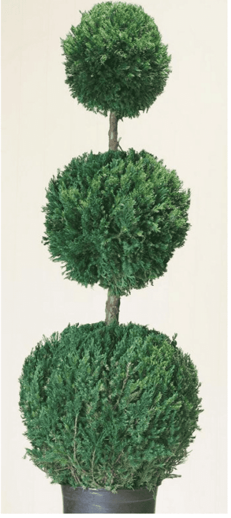 Live Preserved Triple Ball Topiary 60 inches Tall Topiary – TOPIARYTREE.NET