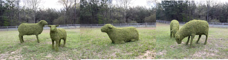 Topiary Sheep’s – TOPIARYTREE.NET