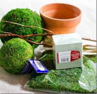 How to make a Ball Stem Topiary (DIY): - TOPIARYTREE.NET